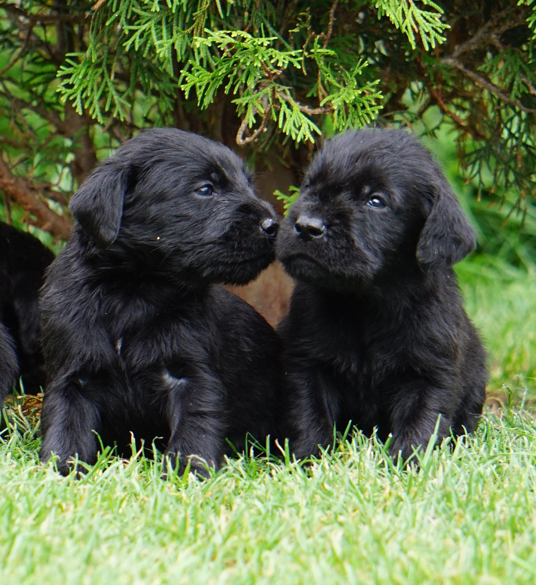 V. I. P. Dogs - Neuigkeiten